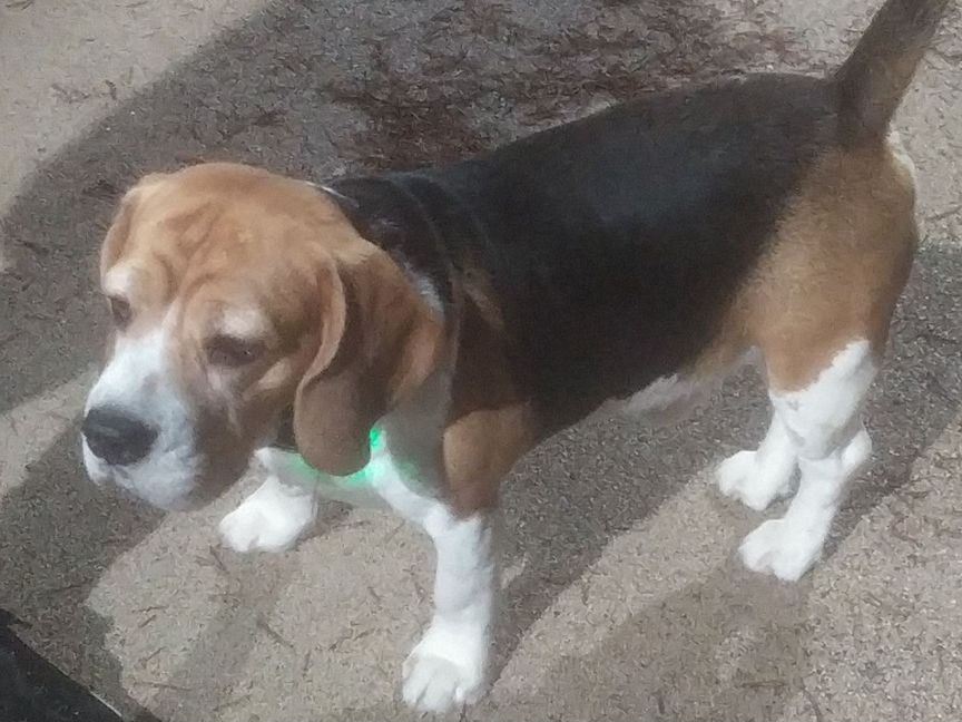 Бигль для вязки