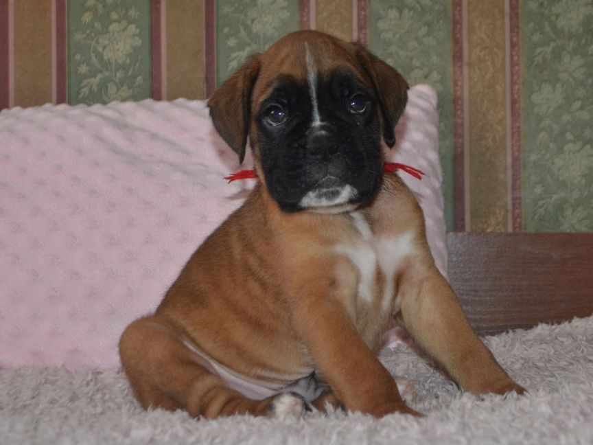 Щенки боксера с документами РКФ