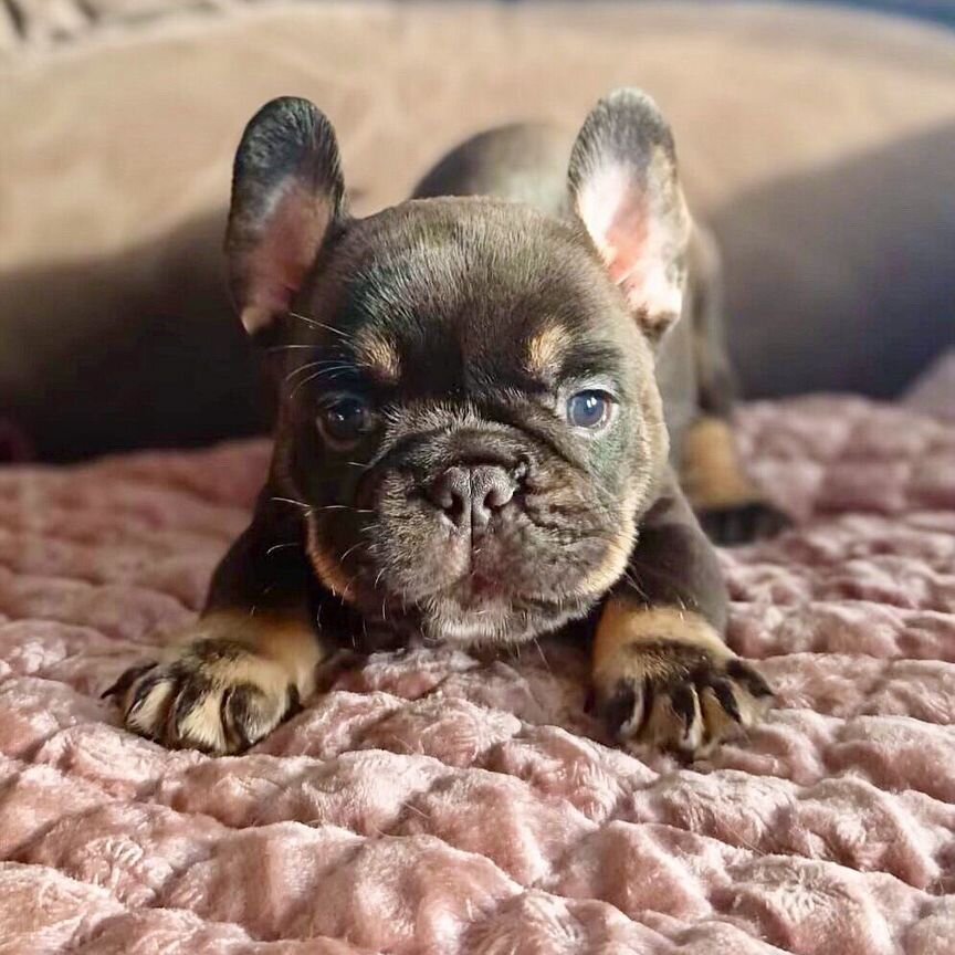 Французский бульдог