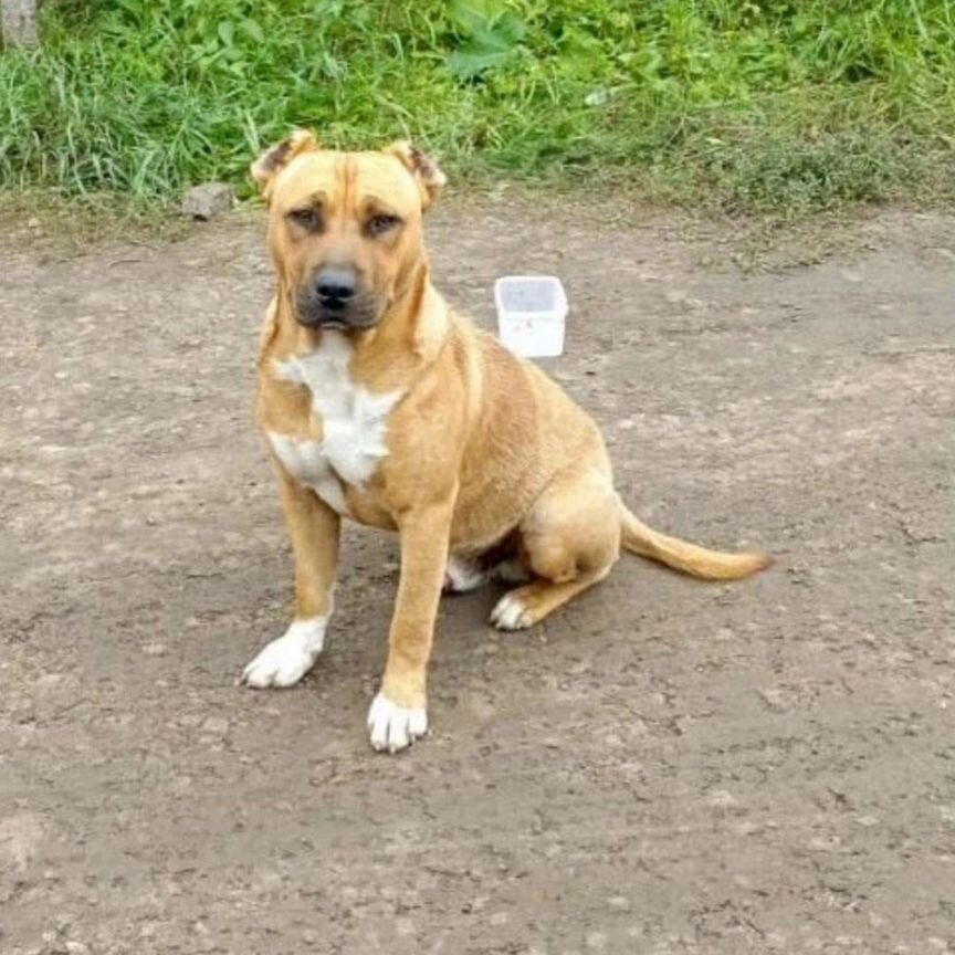 Хороший пес ищет дом