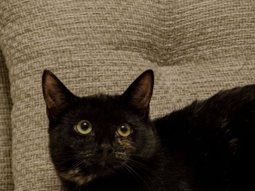 Кошечки хорошие, лишнего не скажут