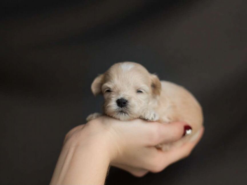 Мальтипу F1 mini