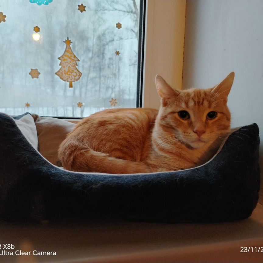 Рыжий котенок ищет друзей