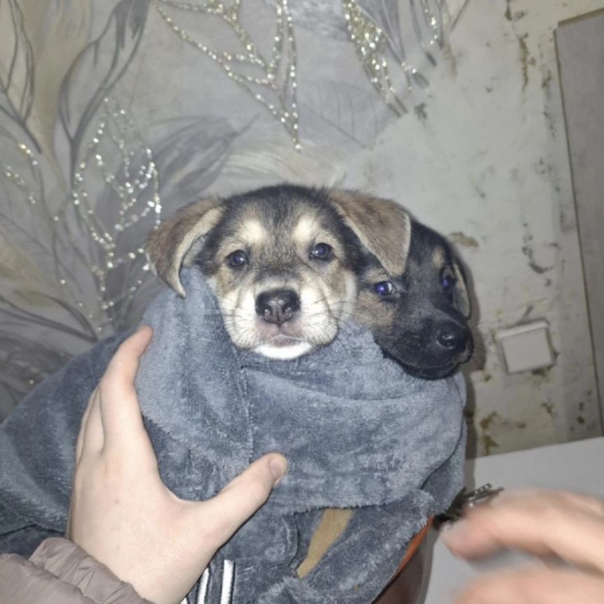 Щенки