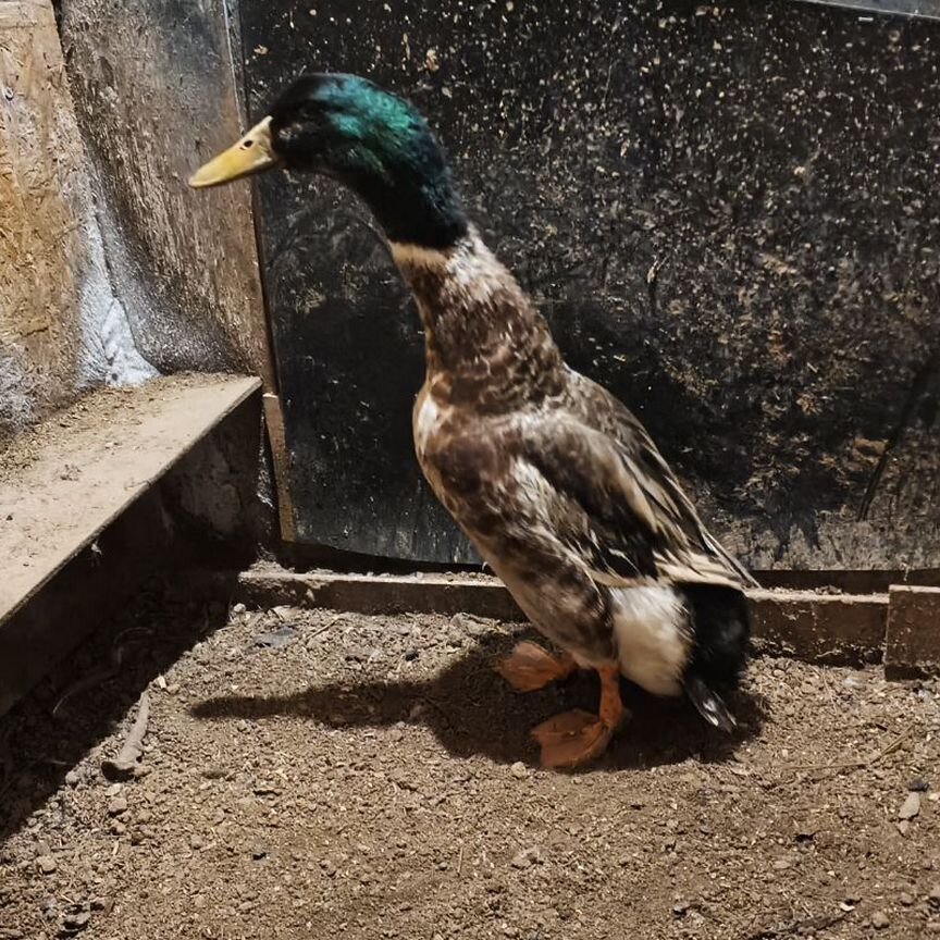 Селезень помесь