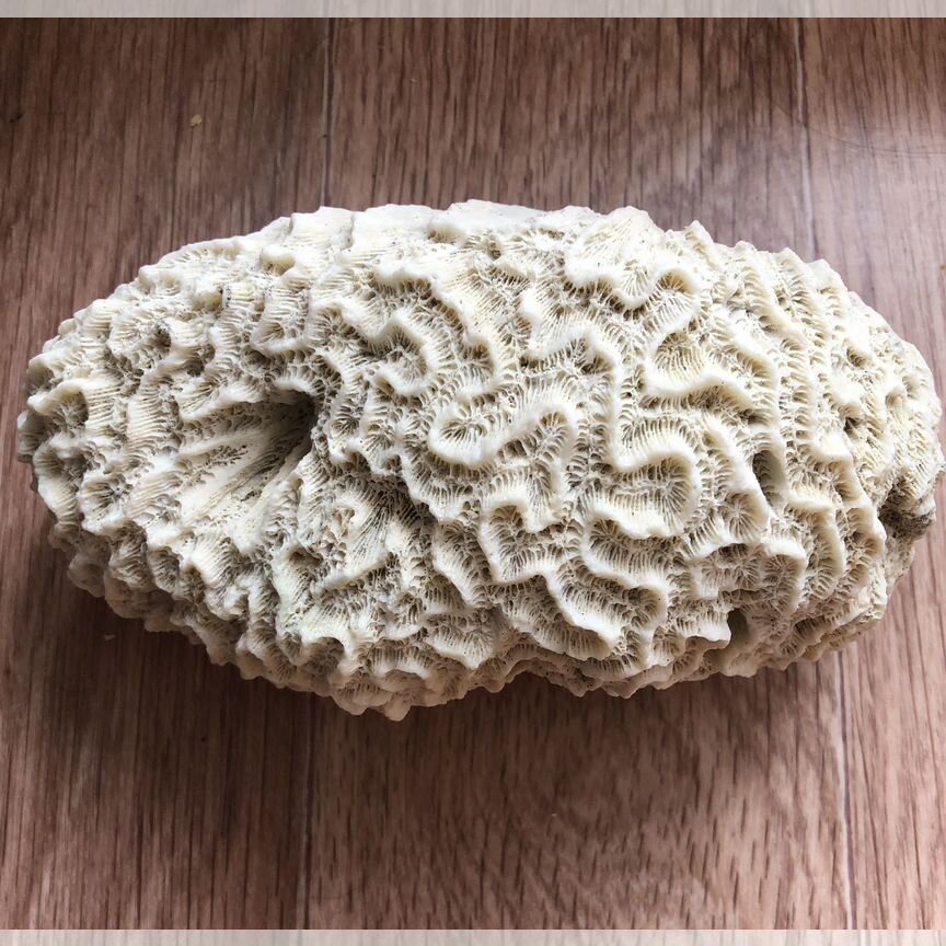 Морские кораллы Карибы