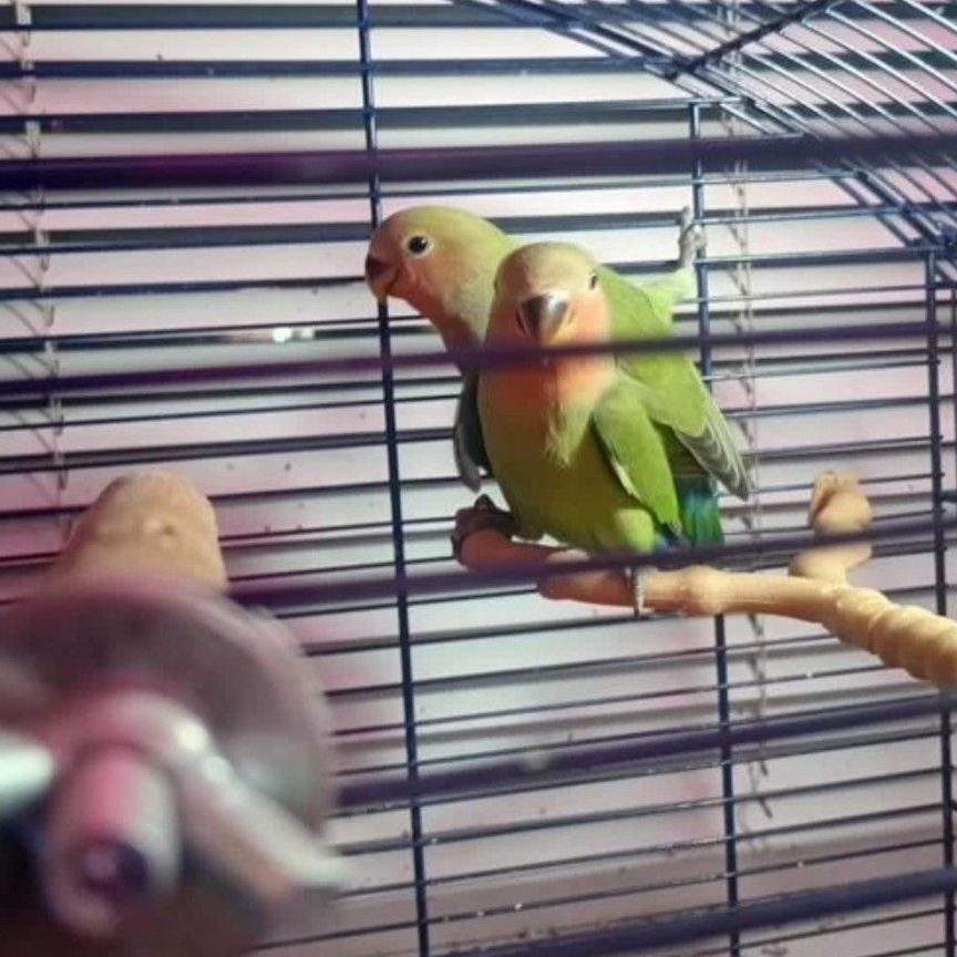 Попугаи неразлучники пара