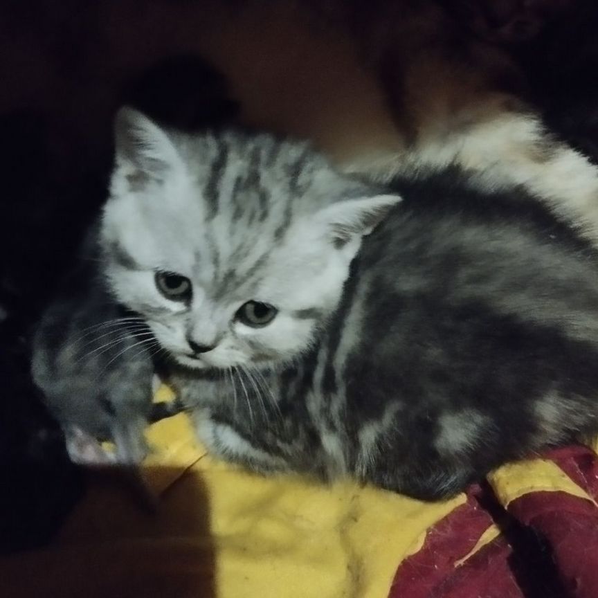 Шотландский вислоухий короткошёрстный котёнок