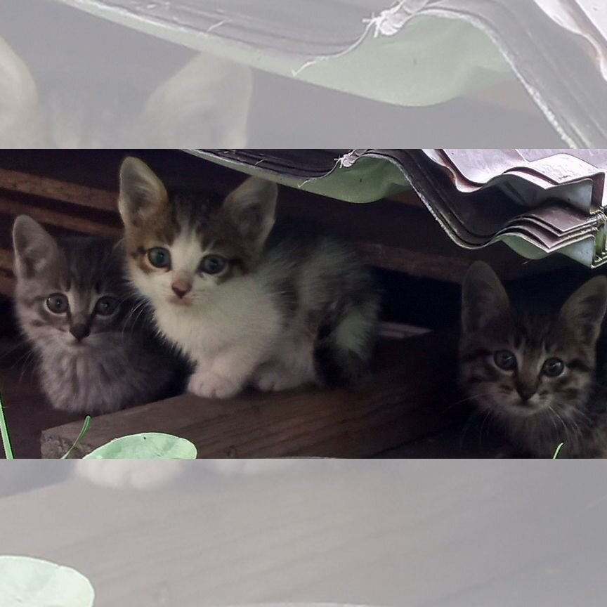 Котята в добрые руки бесплатно маленькие
