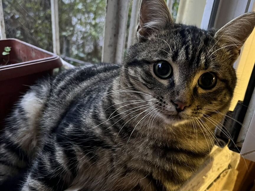 Котики бесплатно