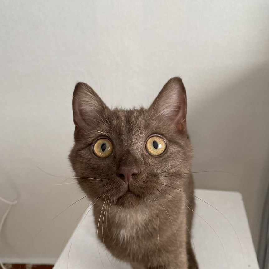 Кот в добрые руки