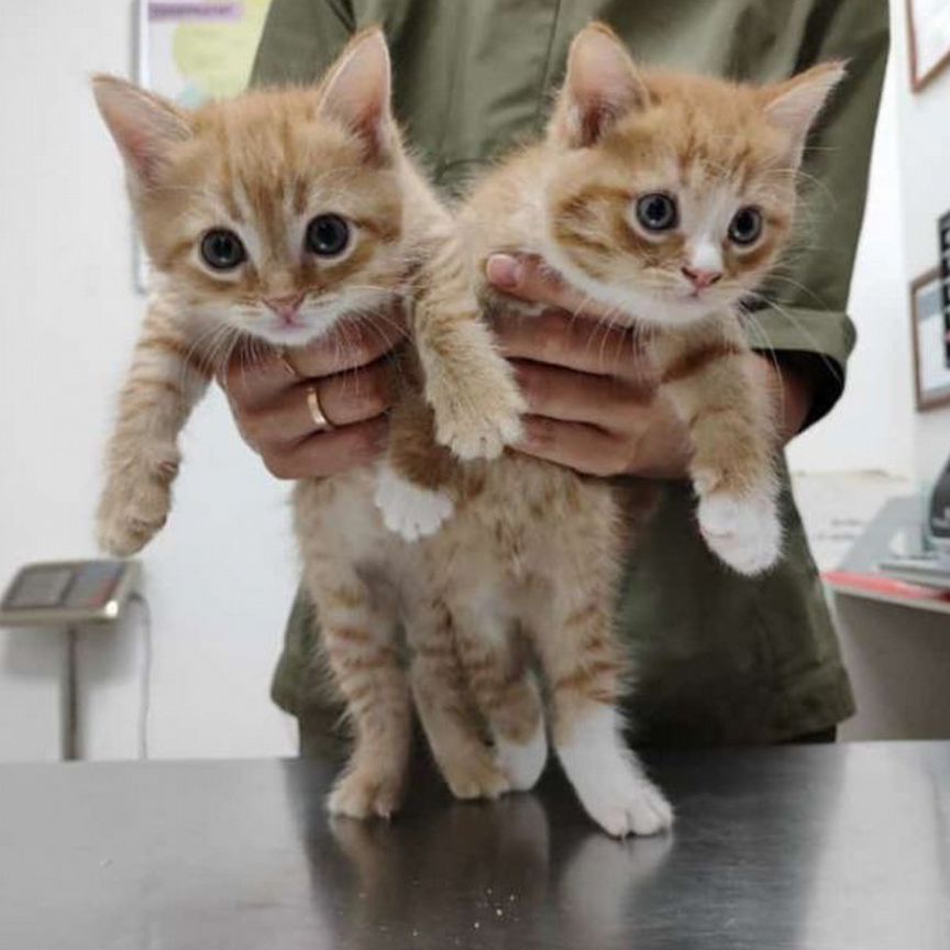 Рыжие котятки