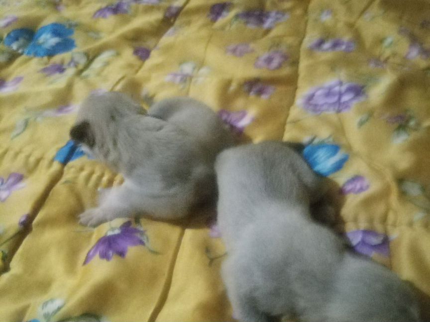 Собака в добрые руки отдам бесплатно