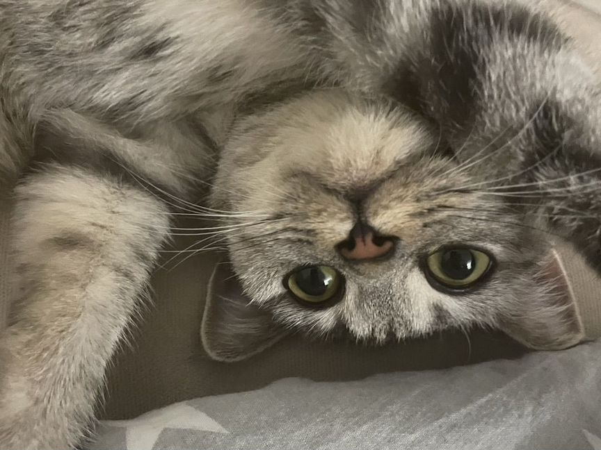 Шотландская прямоухая кошка