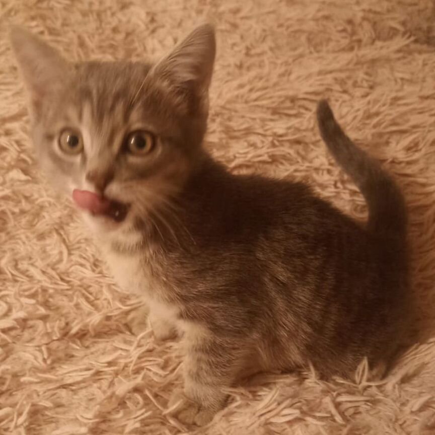 Русский голубой котёнок