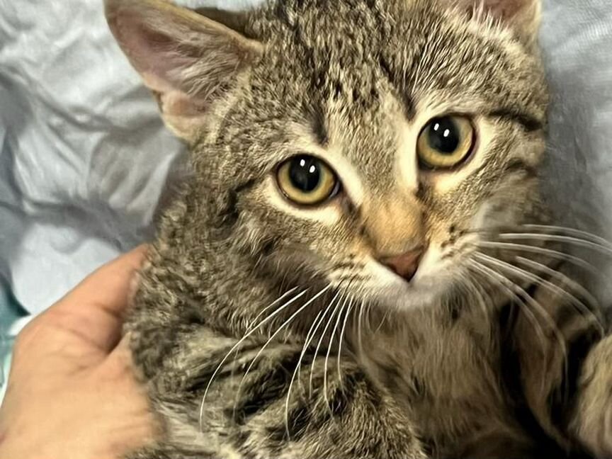 Котенок-девочка Мусенька в поисках семьи