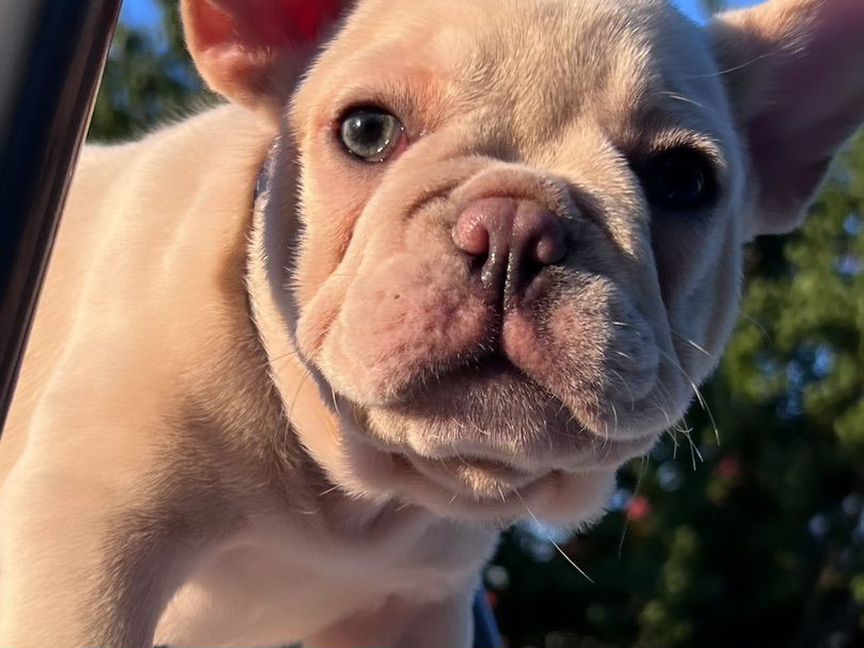 Голубоглазый блондин