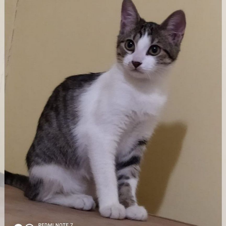 Кошечка в добрые руки