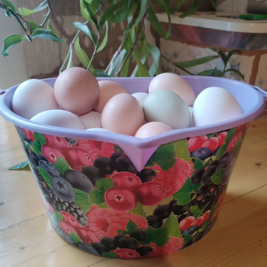 Инкубационнное яйцо