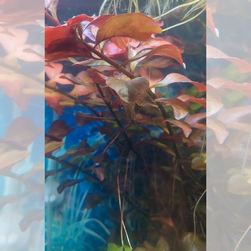 Продам отростки Людвигии Рубин