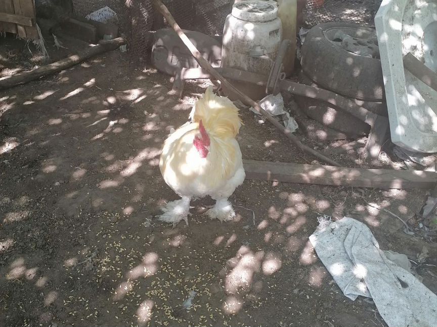 Петух Кохин хин