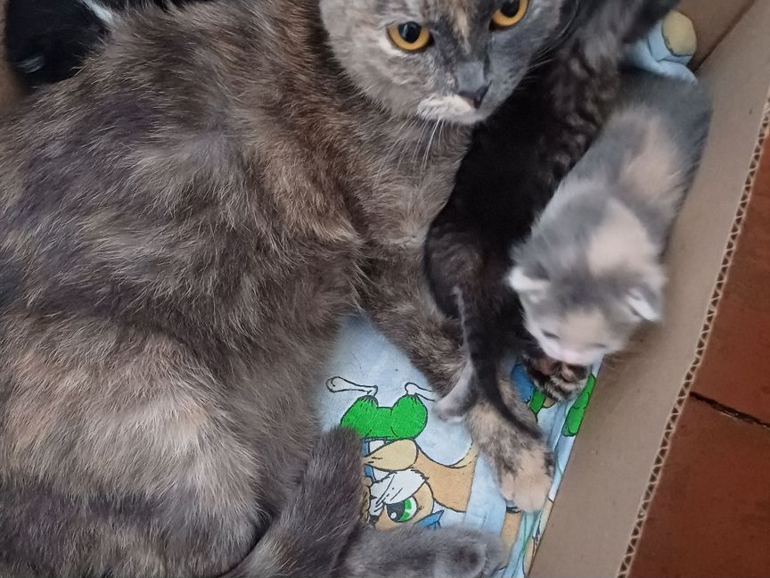 Котята в добрые руки
