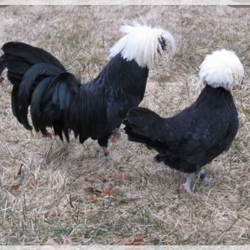 Голландская белохохлая семья