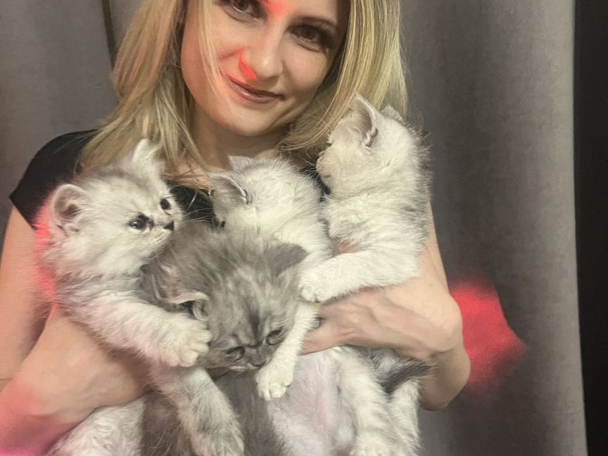 Шотландские прямоухие котята
