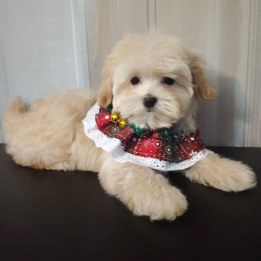 Мальтипу, щенок