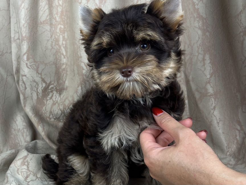 Шоколадные и черно-подпалые йорки