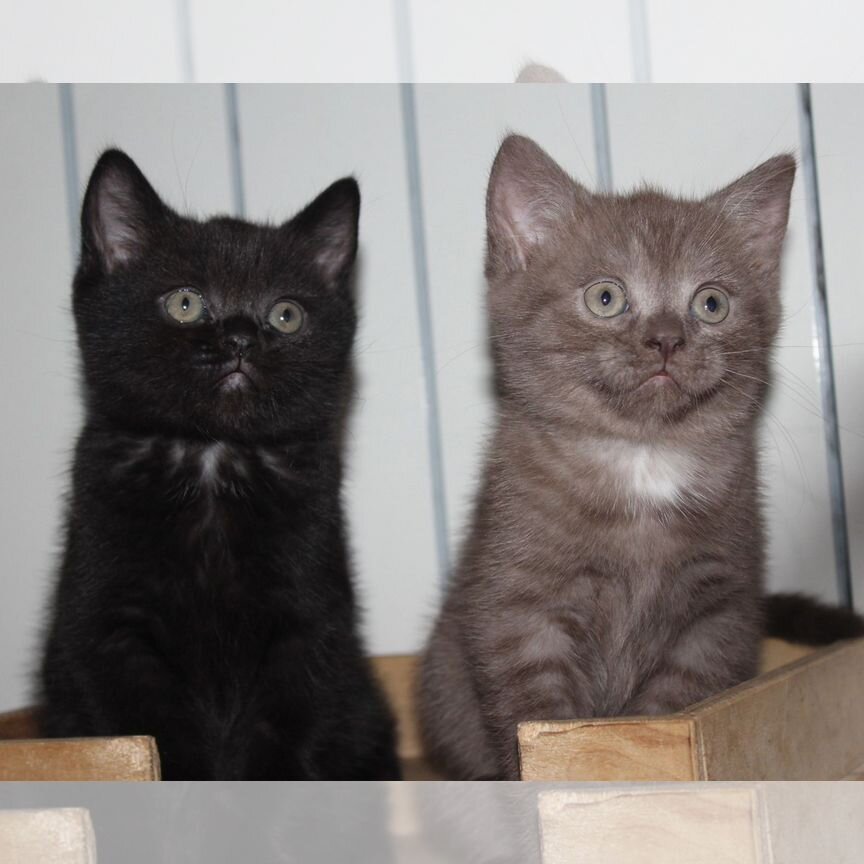 Прямоухие плюшевые котята