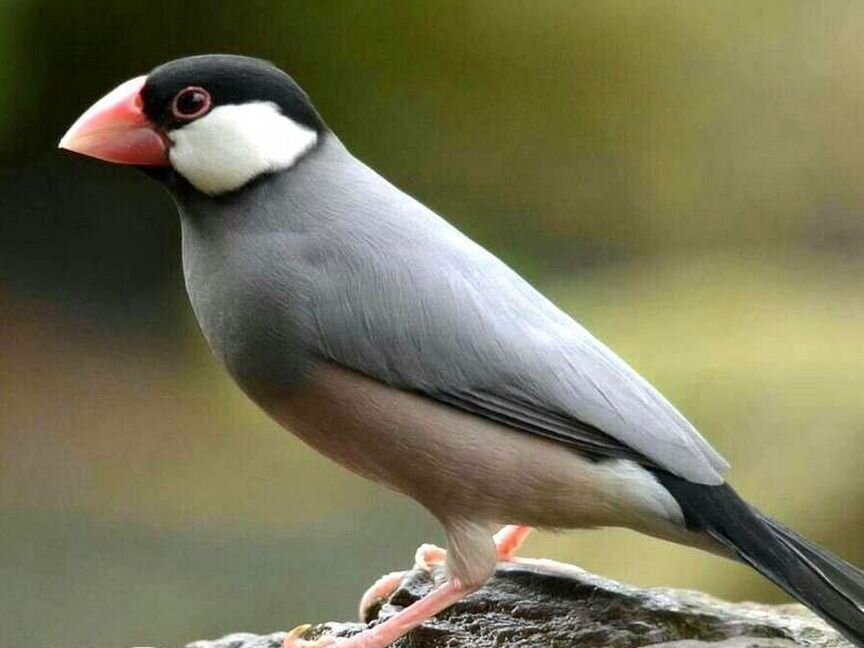 Амадина Рисовая