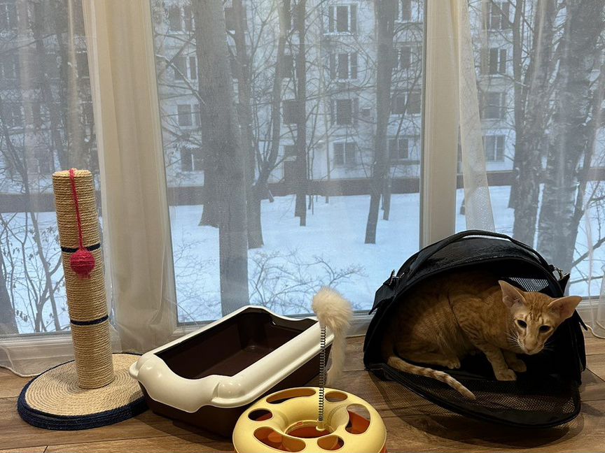 Переноска, лоток, когтеточка, игрушка для кошки