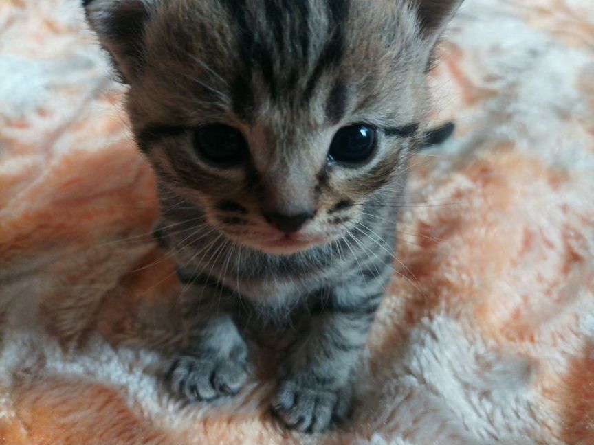 Котята