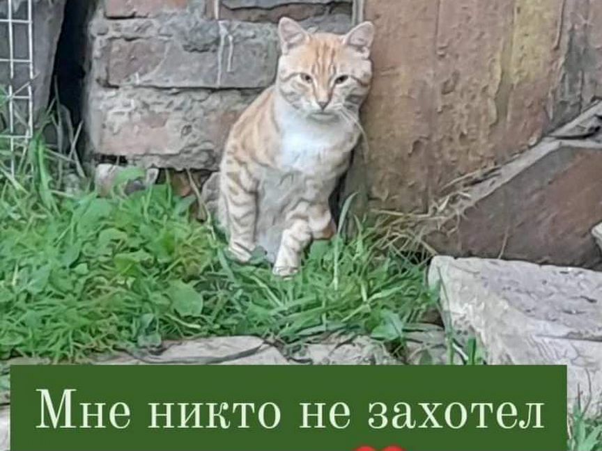 Оставили хозяева на даче на погибель рыжика