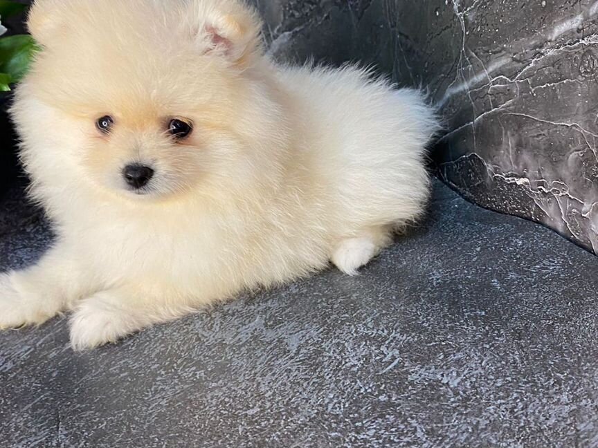 Щенки шпица