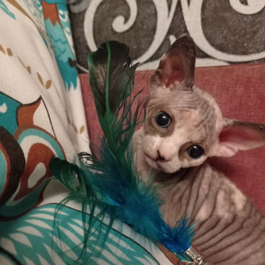 Котята сфинкс