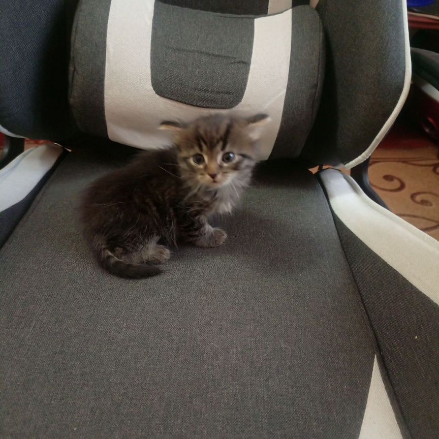 Одам котят в добрые руки