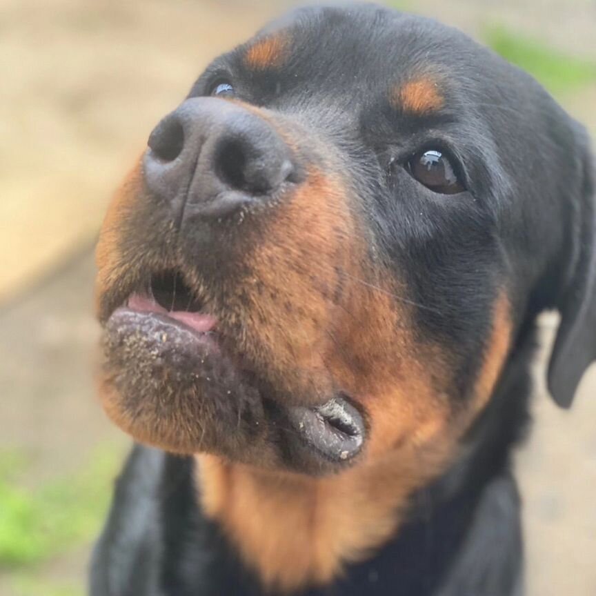 Ротвейлер, взрослый пёс