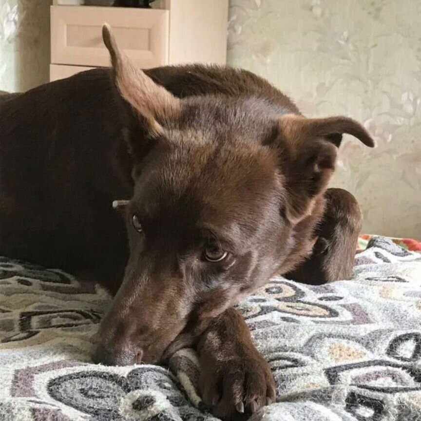 Собака в добрые руки