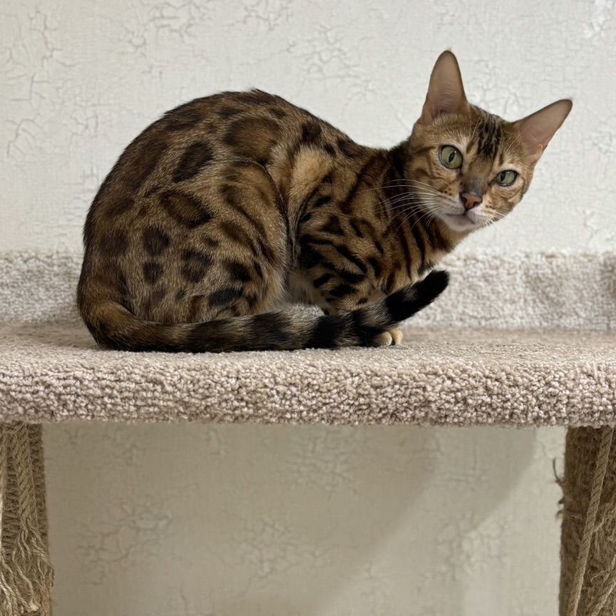 Продаются бенгальские котята