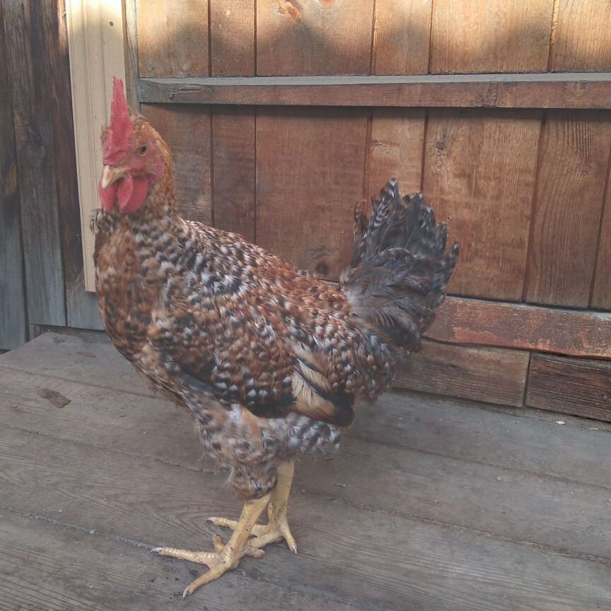 Молодой петух