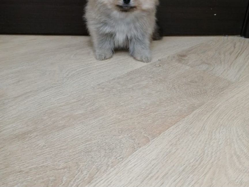 Померанский шпиц мини щенок