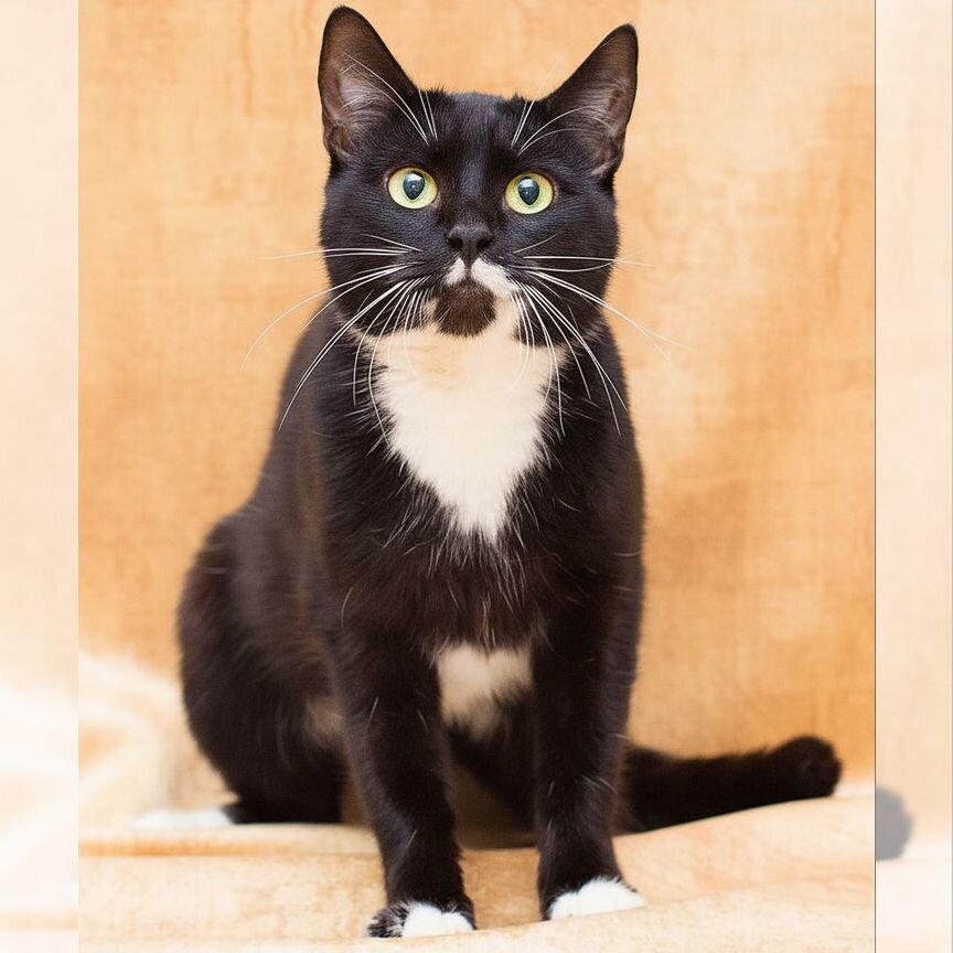 Взрослая, Девочка кошка в добрые руки