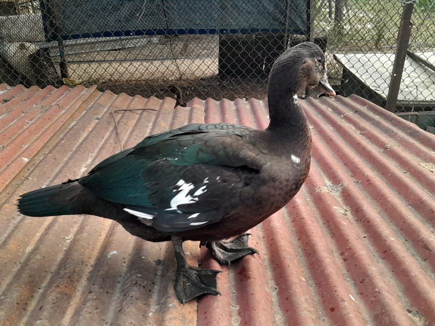 Утки-шипуны