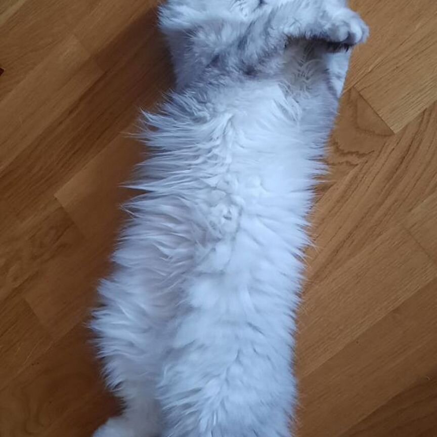 Кошка кошечка в дар бесплатно породистая