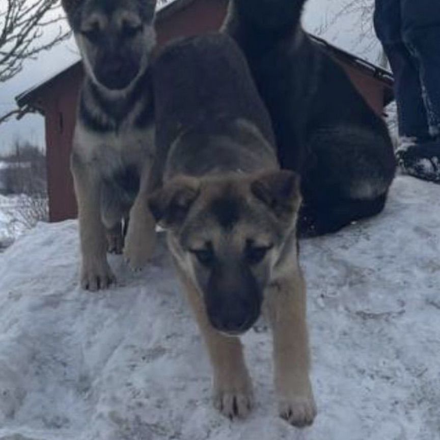 Щенок в добрые руки