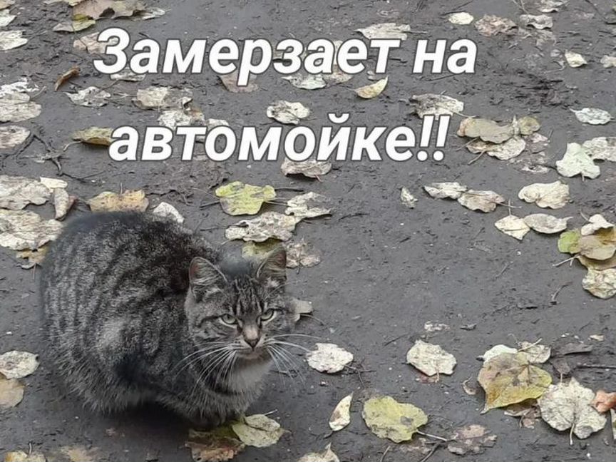 Спасите шпротинку с автомойки