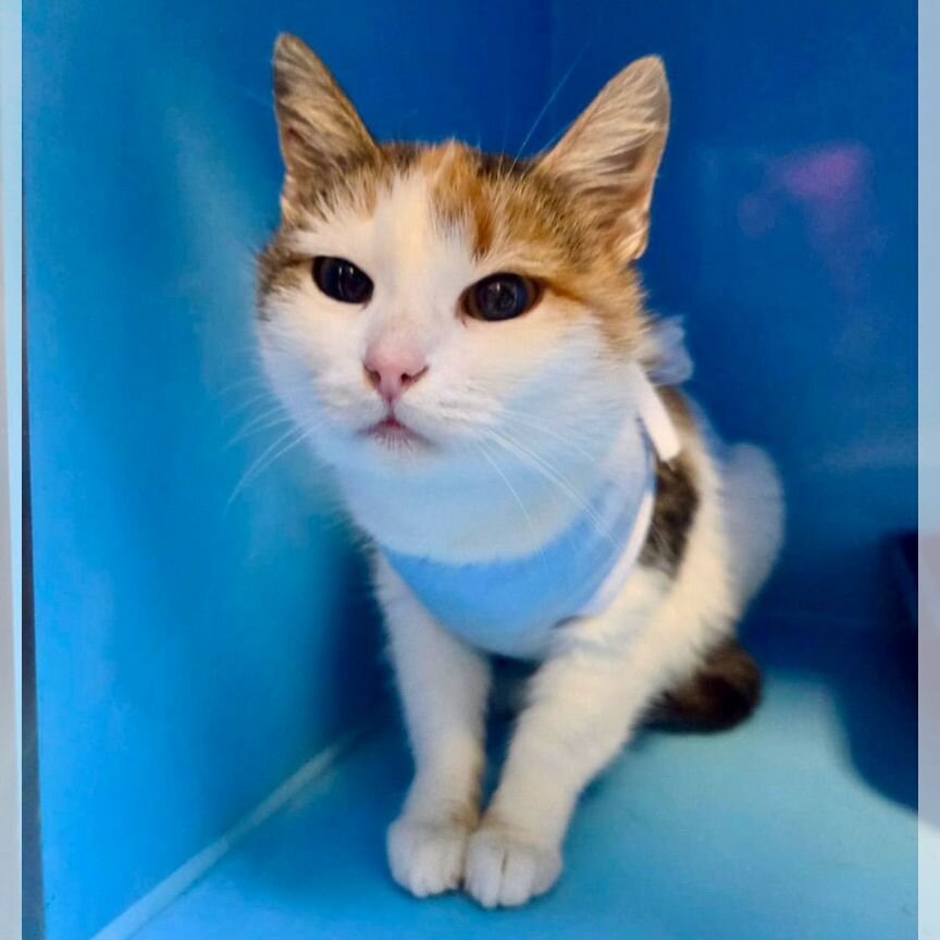 Взрослая кошка в добрые руки