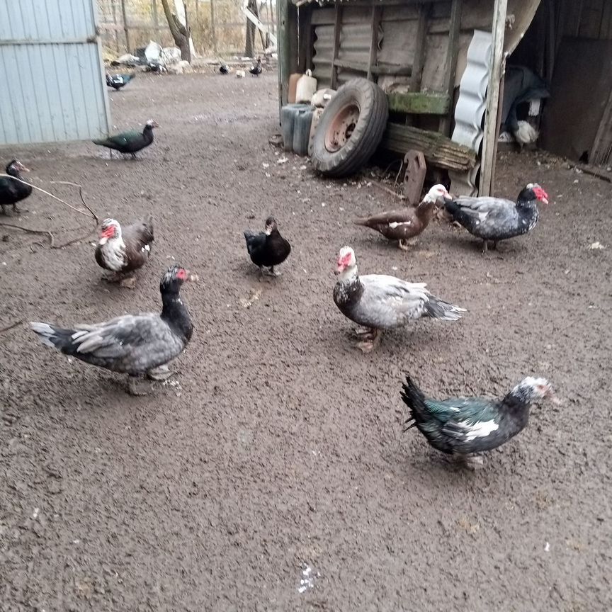 Мускусные утки для раведения дома